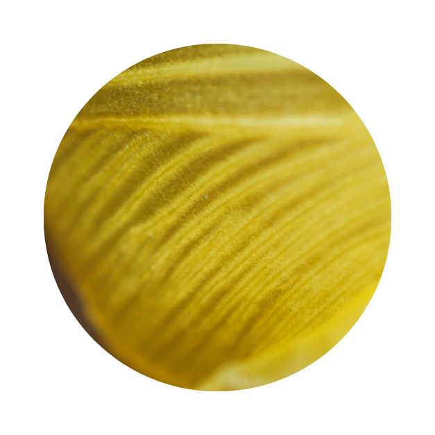 CDQ Email Domain Guard